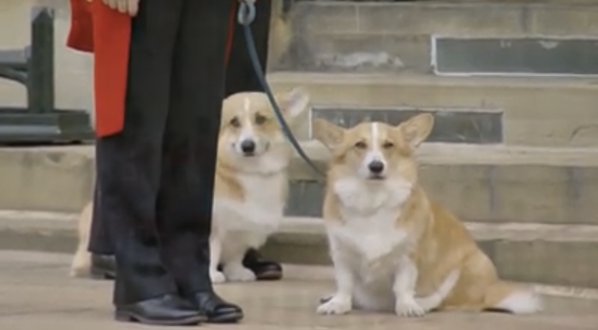 5.261/365: the corgis