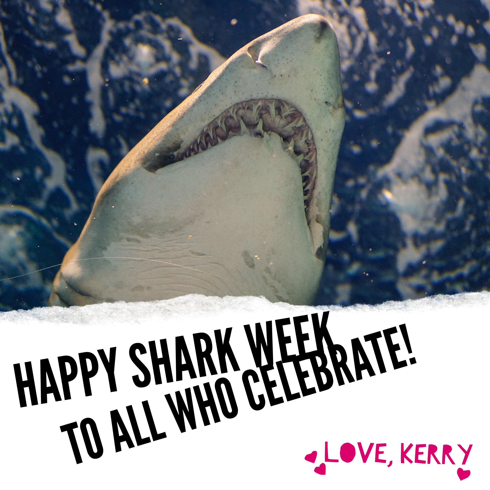 6.204/365: happy Shark Week!